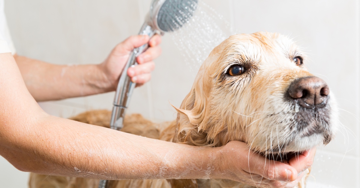 CCP Pathway: Dog Grooming - Job Training